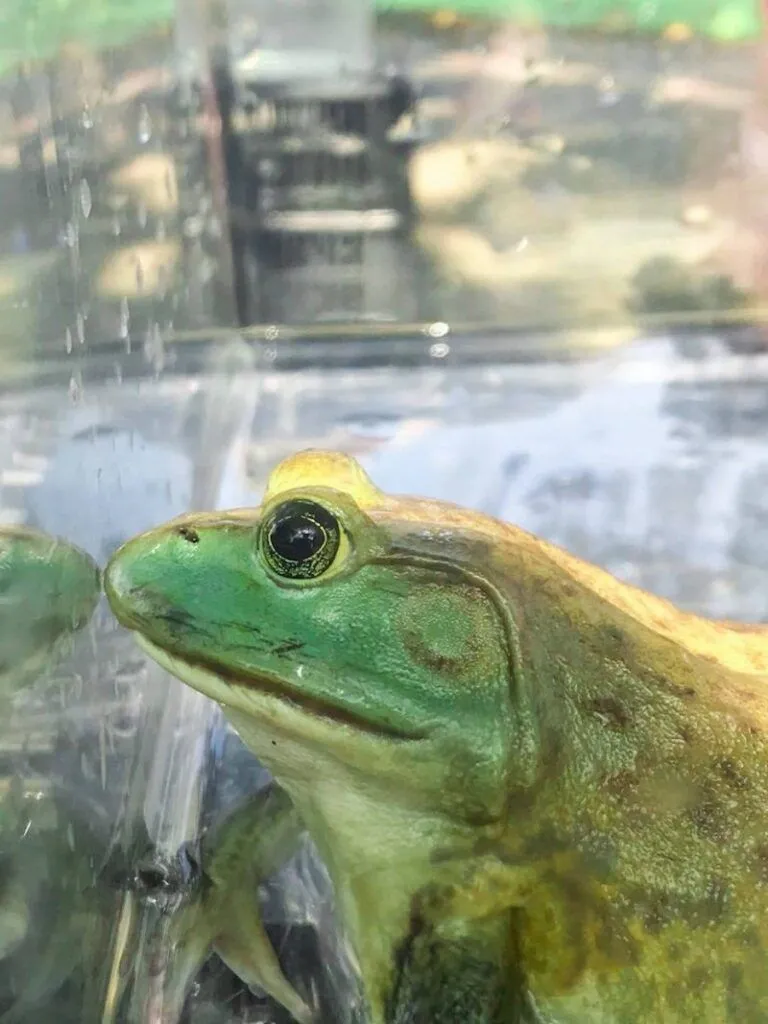 5 Secret Animal Farms And Petting Zoos In Singapore To Visit Now ...