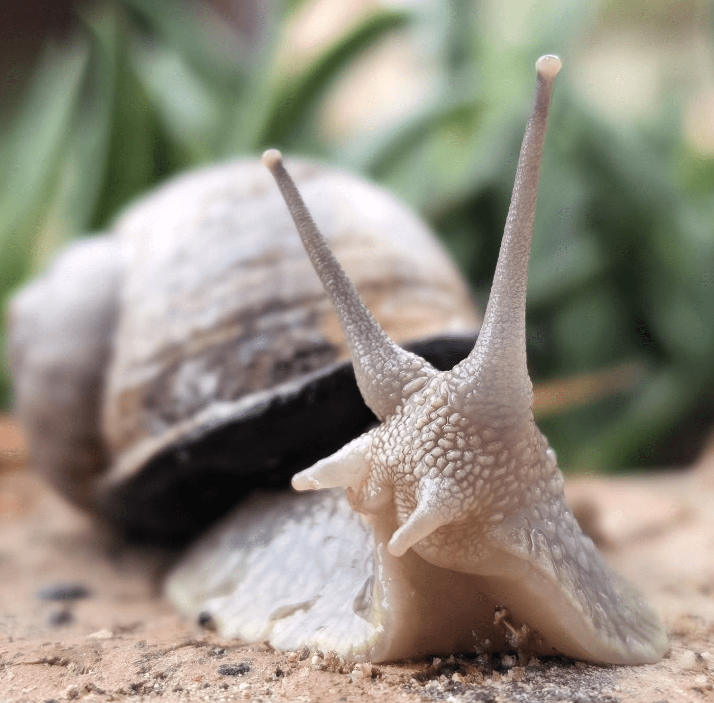 Visit Singapore's First Commercial Snail Farm With Kids! - Little Steps
