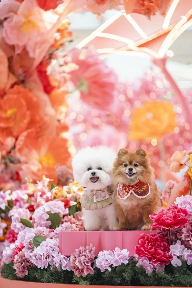 The Best Chinese New Year Mall Decorations In Hong Kong 2026 - Little Steps