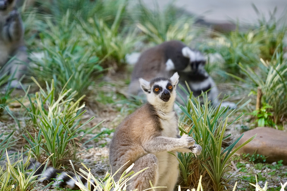 Family-Friendly Mini Hong Kong Zoos For Animal Spotting - Little Steps