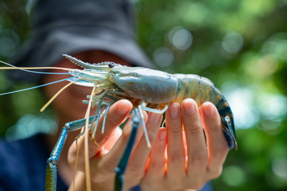 Best Prawning Farms For Kids In Singapore - Little Steps