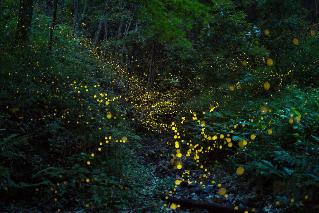 Fireflies Spotting At Pasir Ris Park - Little Steps
