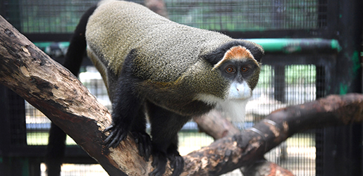 The Hong Kong Zoo And Botanical Gardens In Central - Little Steps