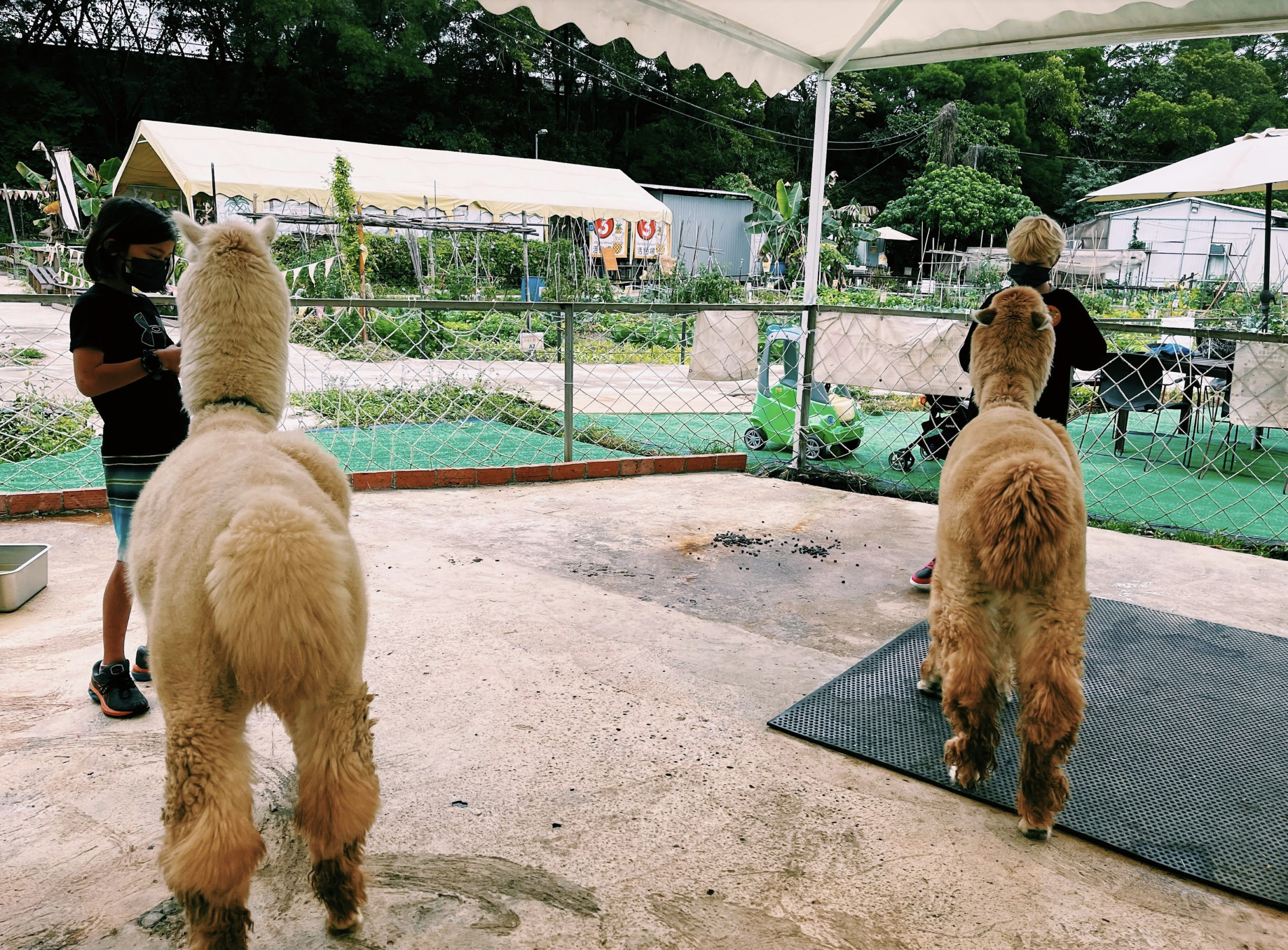 Alpacas And Fresh Pineapples At Go Green Farm Hong Kong - Little Steps